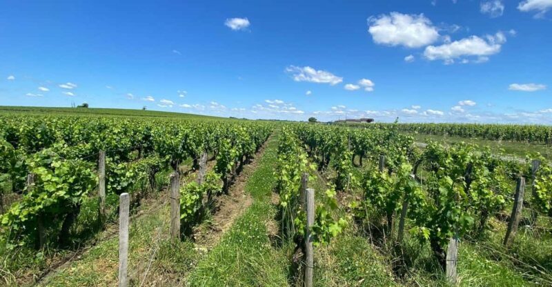 Full Day Wine tour in saint emilion & Margaux - Experience Review: Full Day Wine Tour in Saint Emilion & Margaux