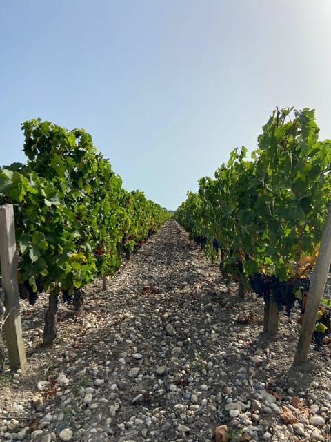 Full Day Wine tour in saint emilion & Margaux - What Makes This Tour Stand Out?