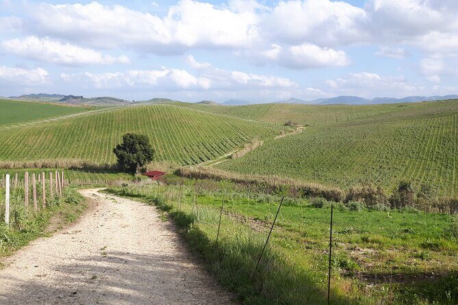 Full-Day Wine Tour in Western Sicily - Key Points