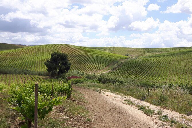 Full-Day Wine Tour in Western Sicily - The Wines and Tasting Experience
