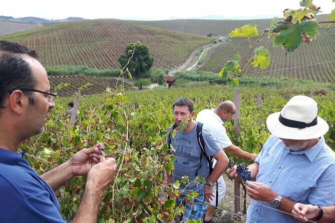 Full-Day Wine Tour in Western Sicily - Who Should Book This Tour?