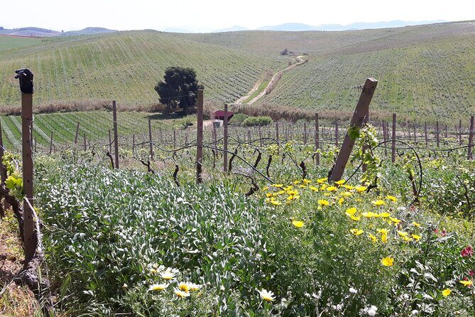 Full-Day Wine Tour in Western Sicily - The Sum Up