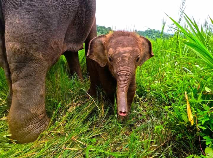 Full-day with CHIANGMAI ELEPHANT CARE and Sticky waterfall - Introducing the Tour: An Authentic Day with Elephants and Waterfalls