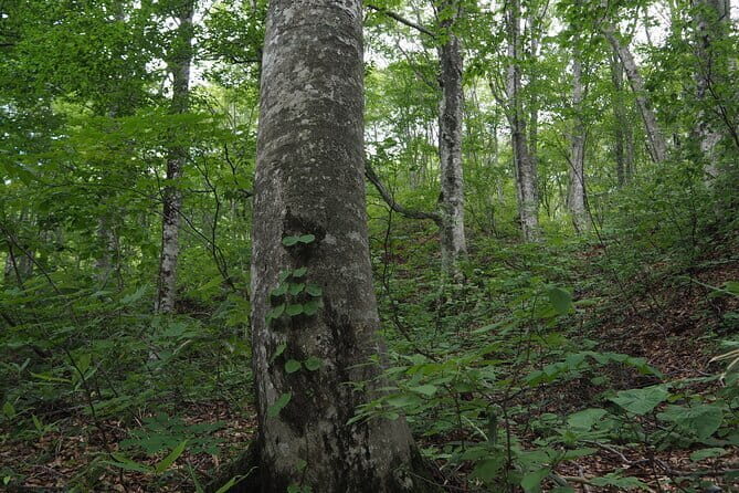 Full Day World Heritage Shirakami Mountains Hiking Tour - The Value and Practical Considerations