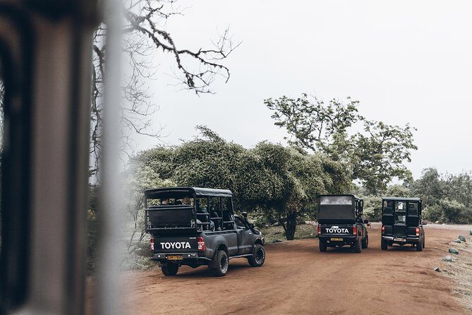 Full Day Yala Safari with Picnic Lunch from Hambantota Harbour - A Detailed Look at the Yala Safari Experience