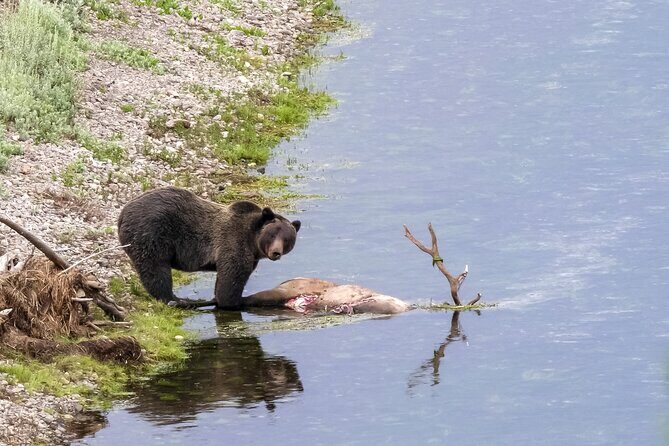 Full Day Yellowstone Lower Loop and Safari from Jackson Hole - An In-Depth Look at the Tour Itinerary