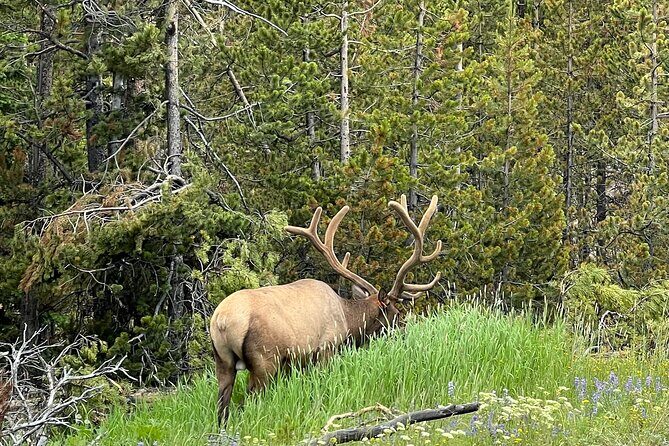 Full Day Yellowstone Lower Loop and Safari from Jackson Hole - Who Should Book This Tour?