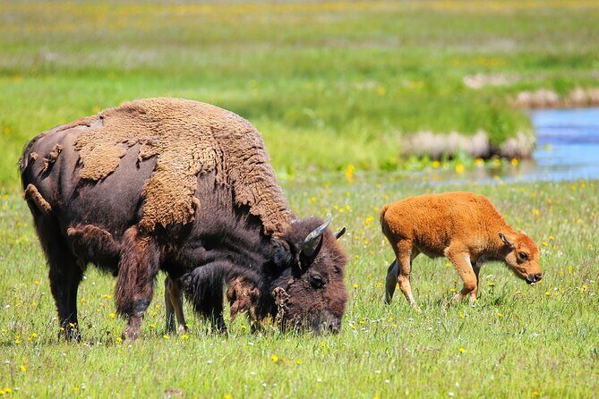 Full Day Yellowstone Lower Loop and Safari from Jackson Hole - FAQ