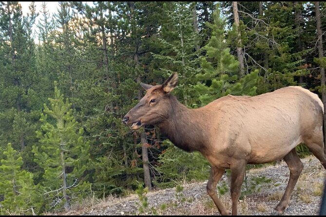 Full day Yellowstone The Volcano Lower Loop West Yellowstone - Final Thoughts