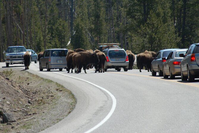 Full-Day Yellowstone Upper (Northern) Loop Tour - Final Thoughts