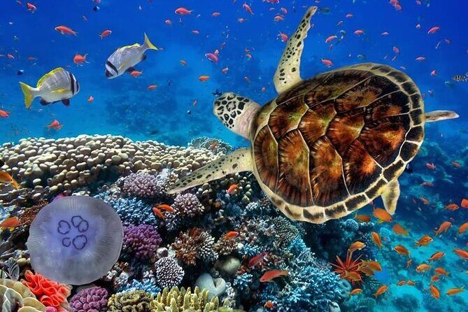 Full-dayTurtle Adventure: ATV, Zipline, Cenote & Turtle Swim - What to Expect: A Full Breakdown