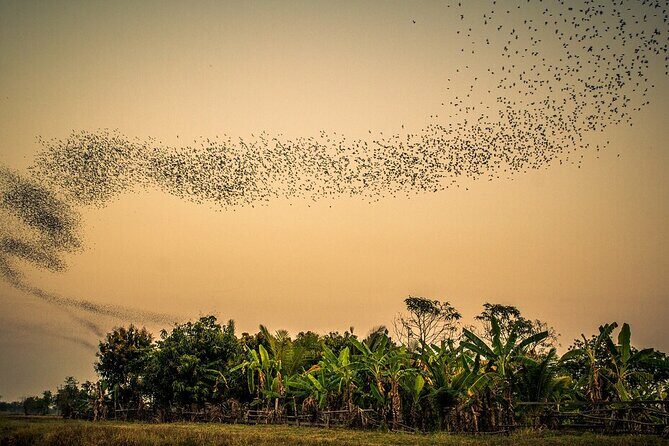 Full/Half Day Tuk TuK: Handicrafts Bambootrain Killing&Bat Caves - Key Points