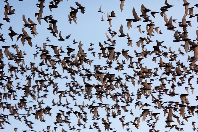 Full/Half Day Tuk TuK: Handicrafts Bambootrain Killing&Bat Caves - Final Thoughts