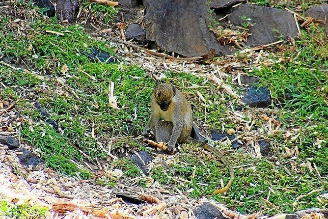 Full Island Panoramic Tour of St Kitts - FAQ: Practical Questions About the Tour