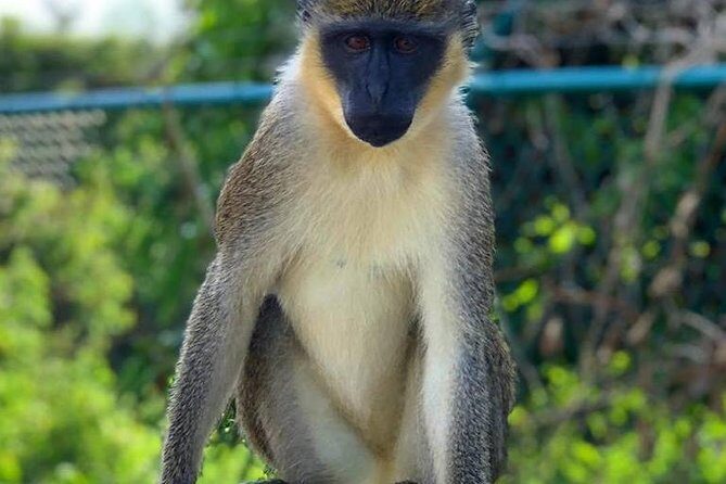 Full Island Panoramic Tour of St Kitts - Final Thoughts