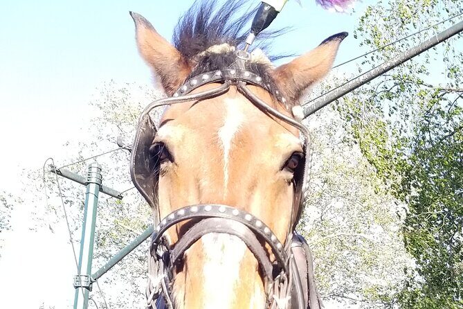 Full loop Private Horse Carriage Ride in Central Park 45 Minutes - Exploring the Itinerary: What to Expect
