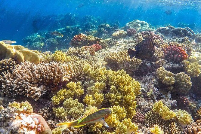 Full Relaxing Day To The Red Sea From Cairo Or Giza Hotel - The Sum Up