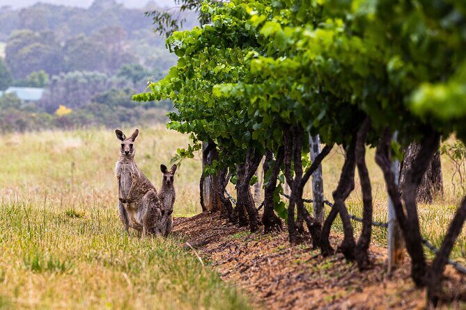 Fully Private and Customisable Hunter Valley Wine Tour - How the Hunter Valley Wine Tour Works