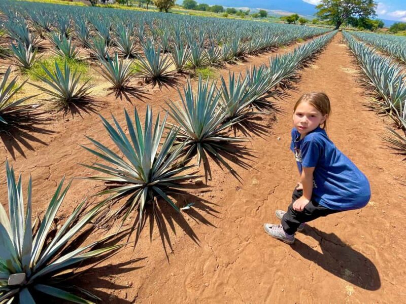Fully-Private Half-Day Tequila Tour - FAQ