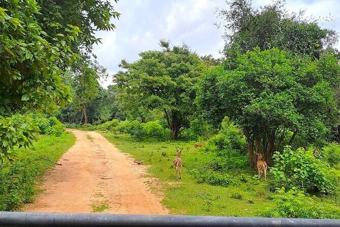 Fully Private Udawalawe National Park Safari Tour - Introduction: What to Expect from This Safari