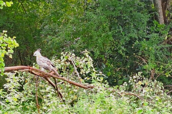 Fully Private Udawalawe National Park Safari Tour - Value and Practical Tips