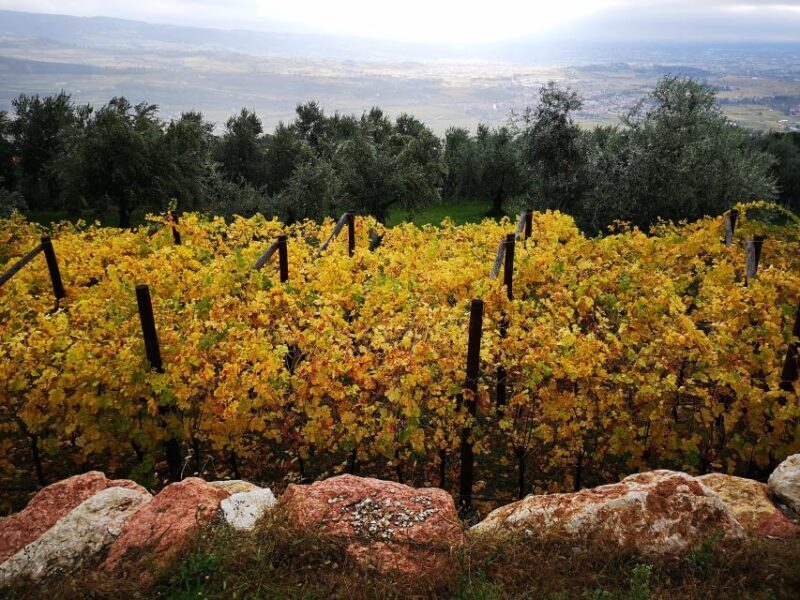 Fumane: Olive oil tasting on the hills of Valpolicella - An Introduction to the Experience
