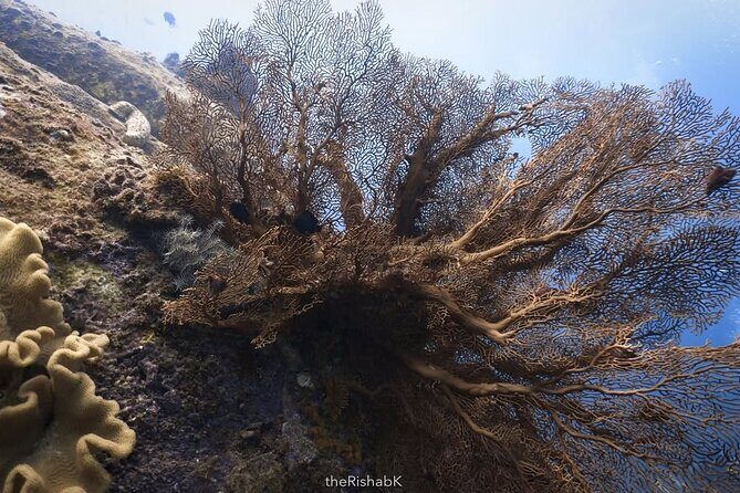 Fun Dive on Racha Islands for Certified Divers Only