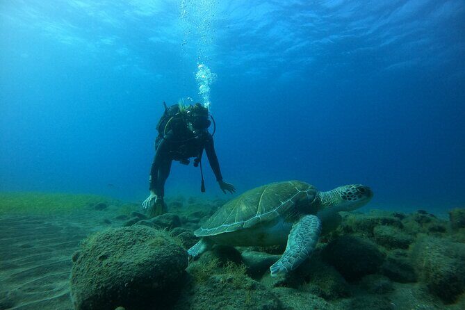 Fun Dive With Scuba Point in Los Cristianos - An Introduction to the Tenerife Underwater Experience