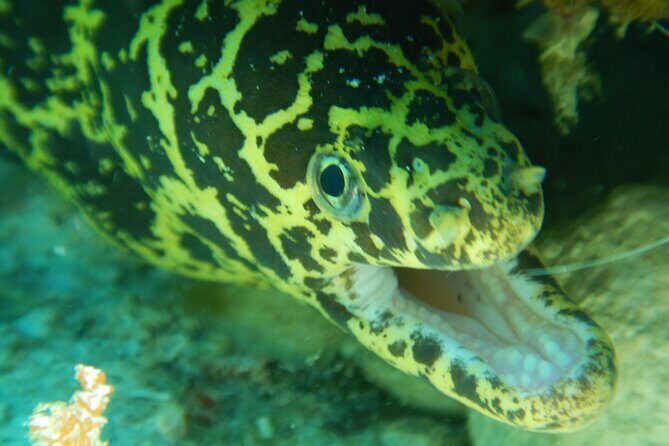 Fun dives Cozumel south marine park - An In-Depth Look at What to Expect