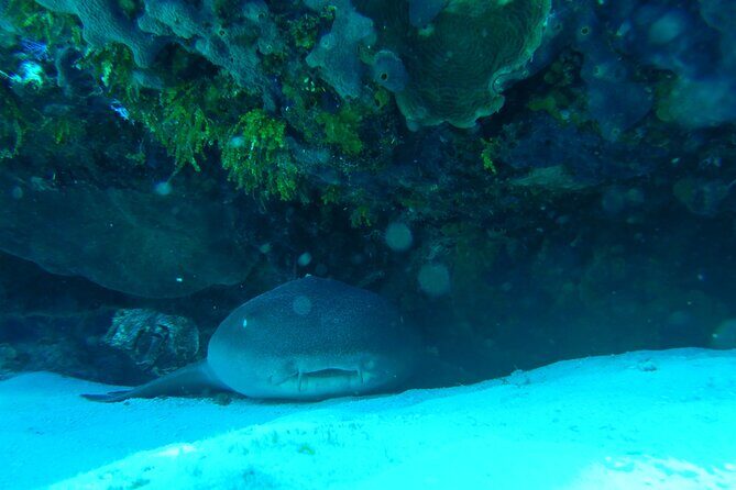 Fun dives Cozumel south marine park - Practical Tips for Travelers