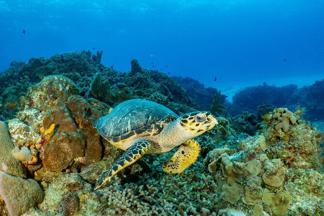 Fun dives Cozumel south marine park - The Sum Up