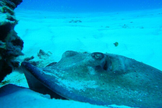 Fun dives Cozumel south marine park - Frequently Asked Questions
