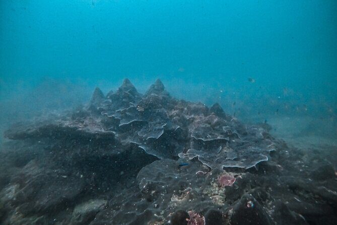 Fun Dives For Certified Divers - Practical Details and What to Expect