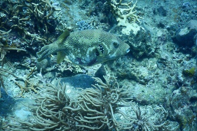 Fun Dives - Guided Dives for Certified Divers - An In-Depth Look at the Fun Dives Guided Tour
