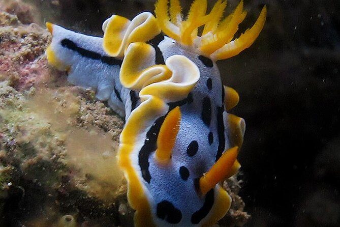 Fun Dives - Guided Dives for Certified Divers - The Real Value of This Tour