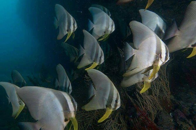 Fun Diving Safari Day Trip From Koh Lanta - Certified Divers - FAQs