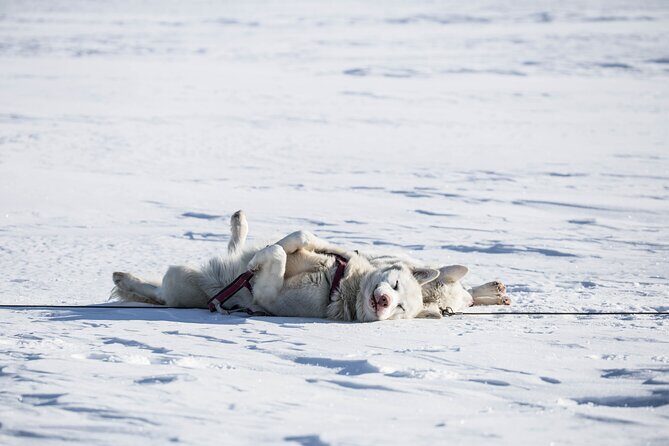 Fun & Easy Dog Sledding Adventure - Early Bird Tour - Key Points