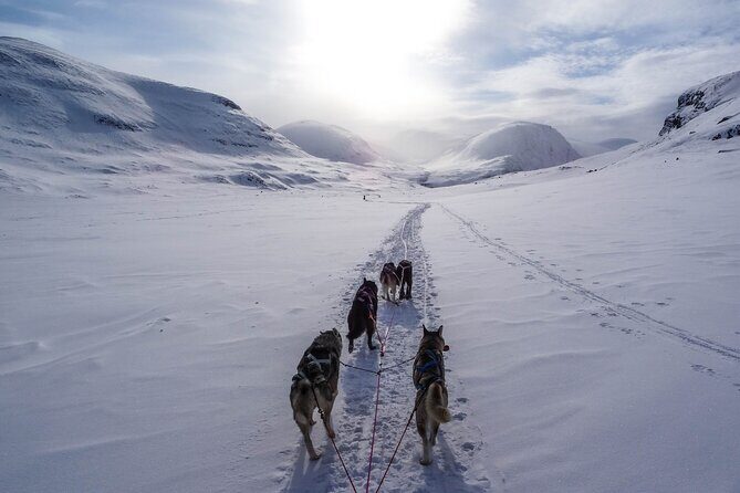 Fun & Easy Dog Sledding Adventure - Early Bird Tour - Why This Tour Matters for Your Tromso Trip