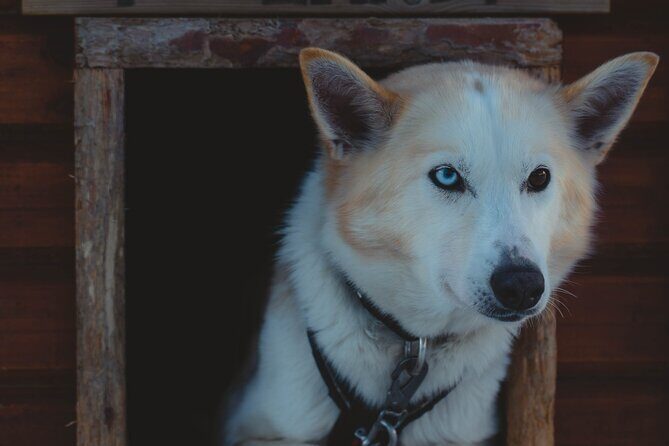 Fun & Easy Dog Sledding Adventure - Early Bird Tour - Final Thoughts