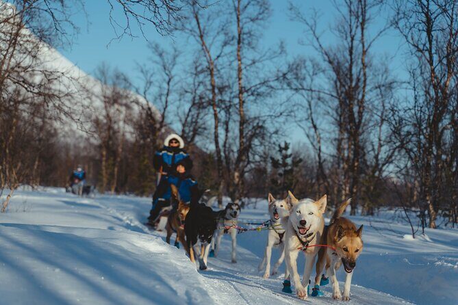 Fun & Easy Dog Sledding Adventure - Noon Tour - The Itinerary in Detail