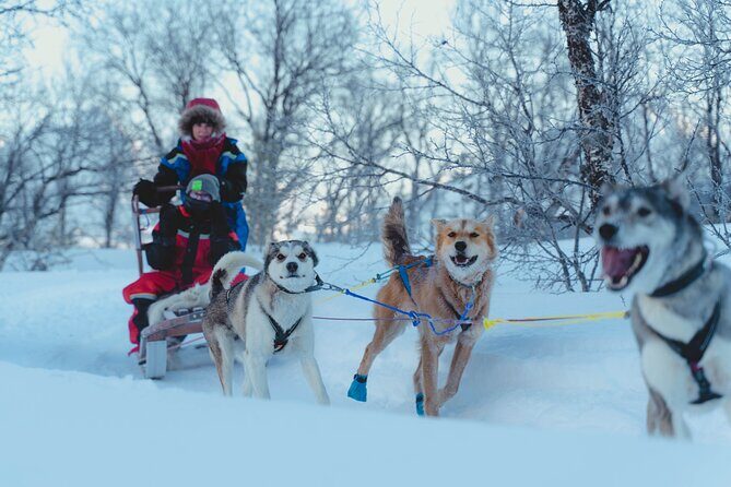 Fun & Easy Dog Sledding Adventure - Noon Tour - Price and Value