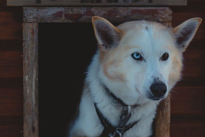 Fun & Easy Dog Sledding Adventure - Noon Tour - Final Thoughts