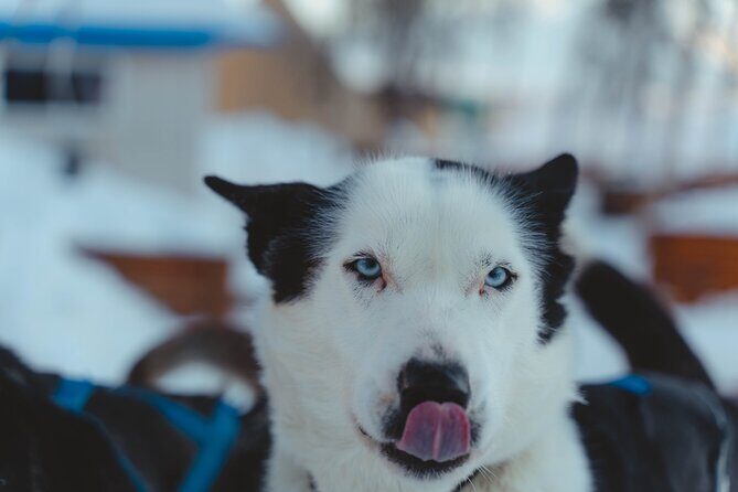 Fun & Easy Dog Sledding Adventure - Noon Tour - FAQ