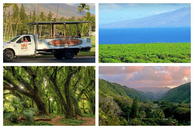 Fun! Open-Air Banyan Tree Forest & Blowhole Sight-Seeing MauiTour - A Practical Look at the Maui Open-Air Sightseeing Tour