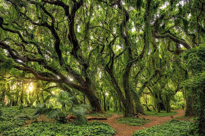 Fun! Open-Air Banyan Tree Forest & Blowhole Sight-Seeing MauiTour - In Closing