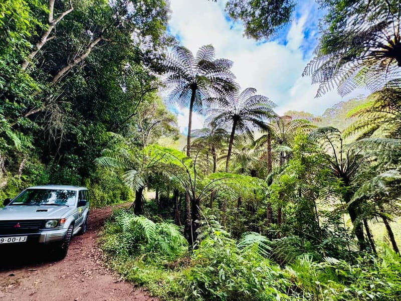 Funchal: 4x4 Jeep Trip to the East and Northeast of Madeira - Who Will Love This Tour?