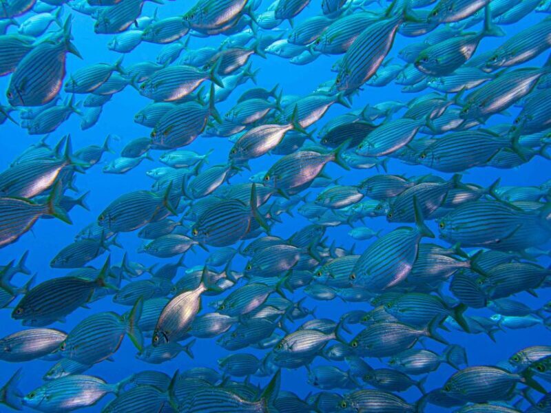 Funchal: Advanced Scuba Diving Afonso Cerqueira Wreck - FAQ