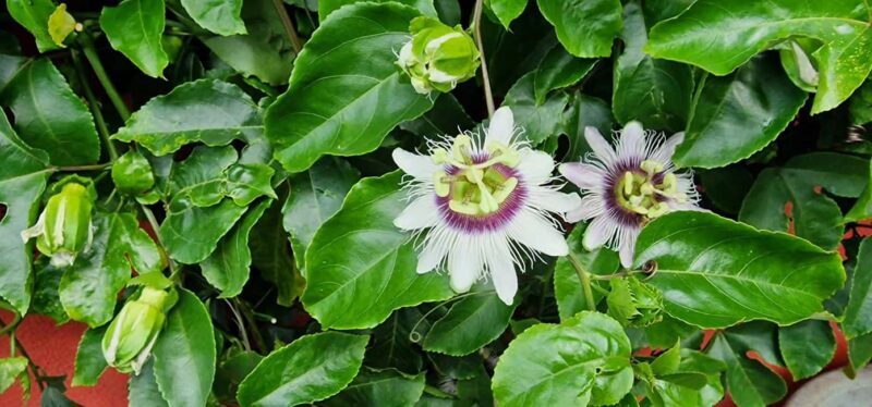 Funchal Agriculture Green Tour - Who Will Love This Tour?