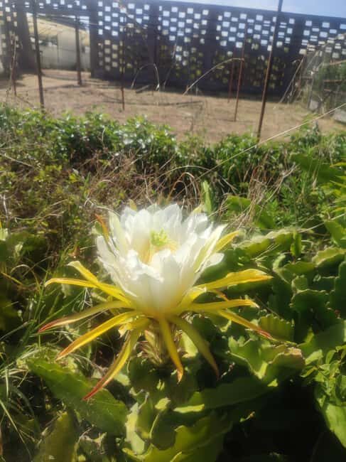 Funchal Agriculture Green Tour - The Sum Up: A Genuine Slice of Madeira
