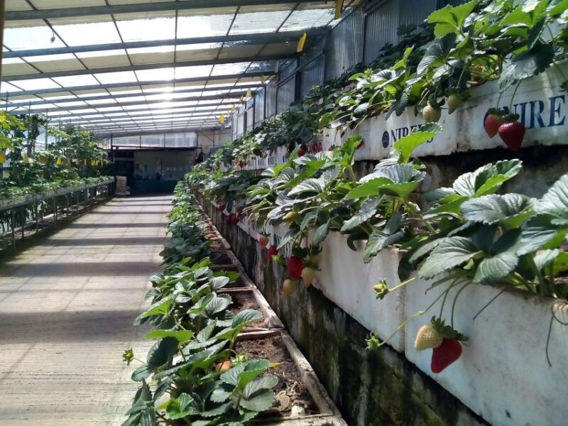 Funchal Agriculture Green Tour - Exploring Madeira’s Green Side: The Funchal Agriculture Green Tour
